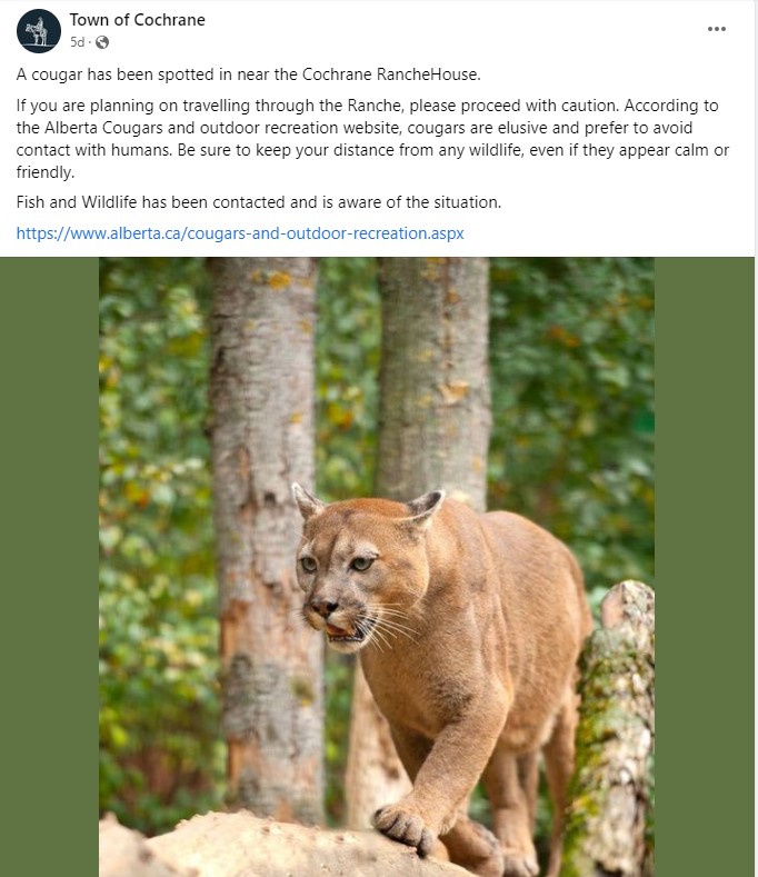 Tips Offered For Cochrane Trail Users Amid Cougar Sightings Cochranenow Cochrane Albertas